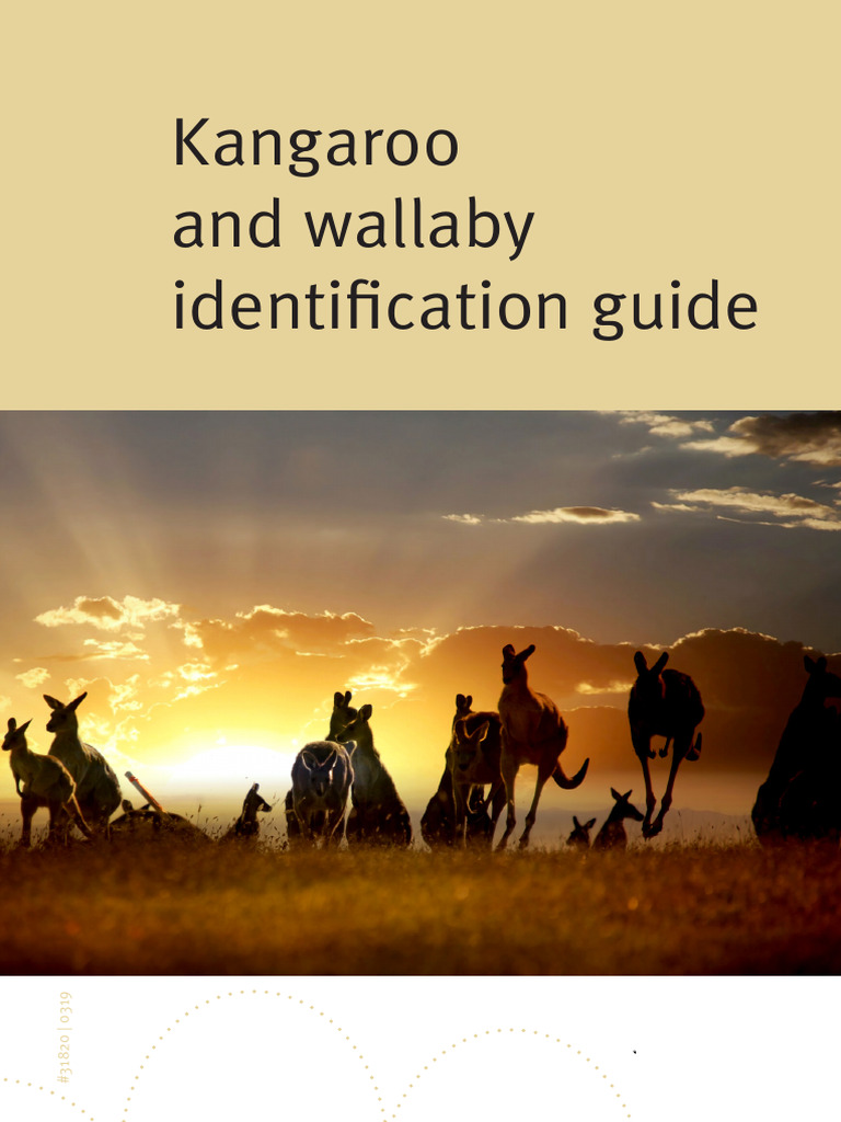 Kangaroo & Wallaby ID Guide QLD | PDF | Diprotodonts | Marsupials Of ...