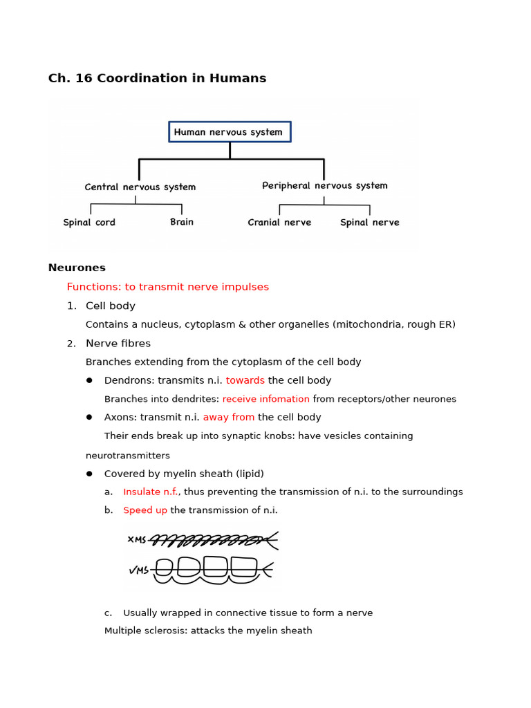 Ch.16 Coordination in Humans | PDF | Neuron | Axon