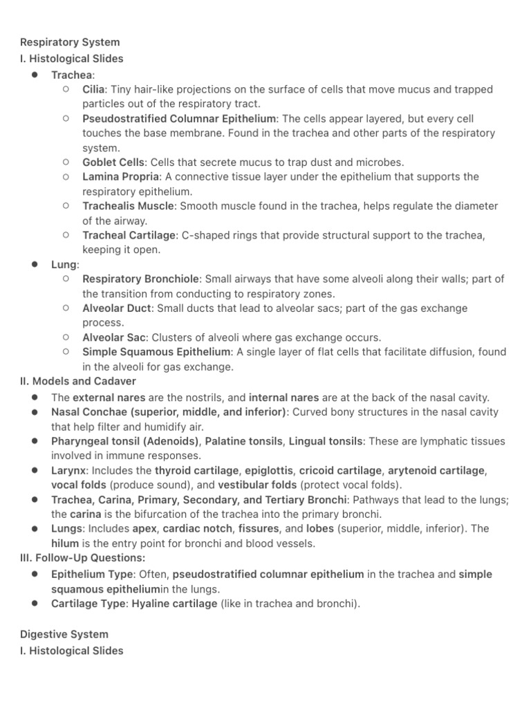 Respiratory System | PDF | Respiratory Tract | Stomach