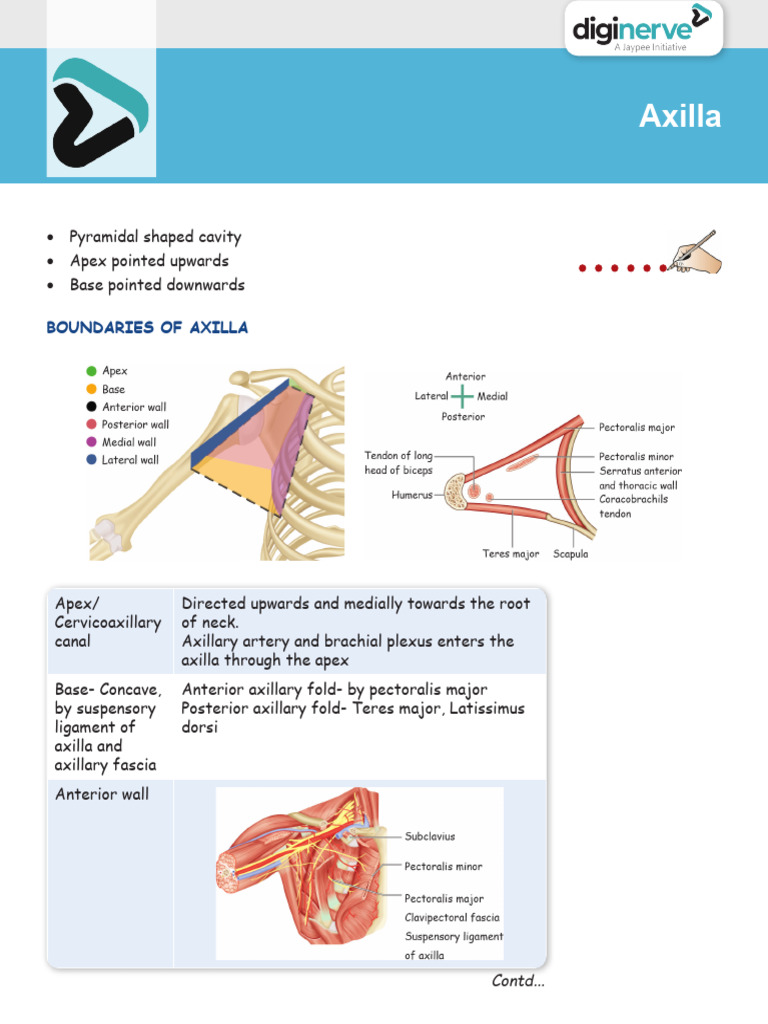 Axilla | PDF | Vein | Limbs (Anatomy)