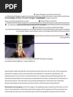 Corn Growth Stages: Days & GDUs Guide | PDF | Seed | Maize
