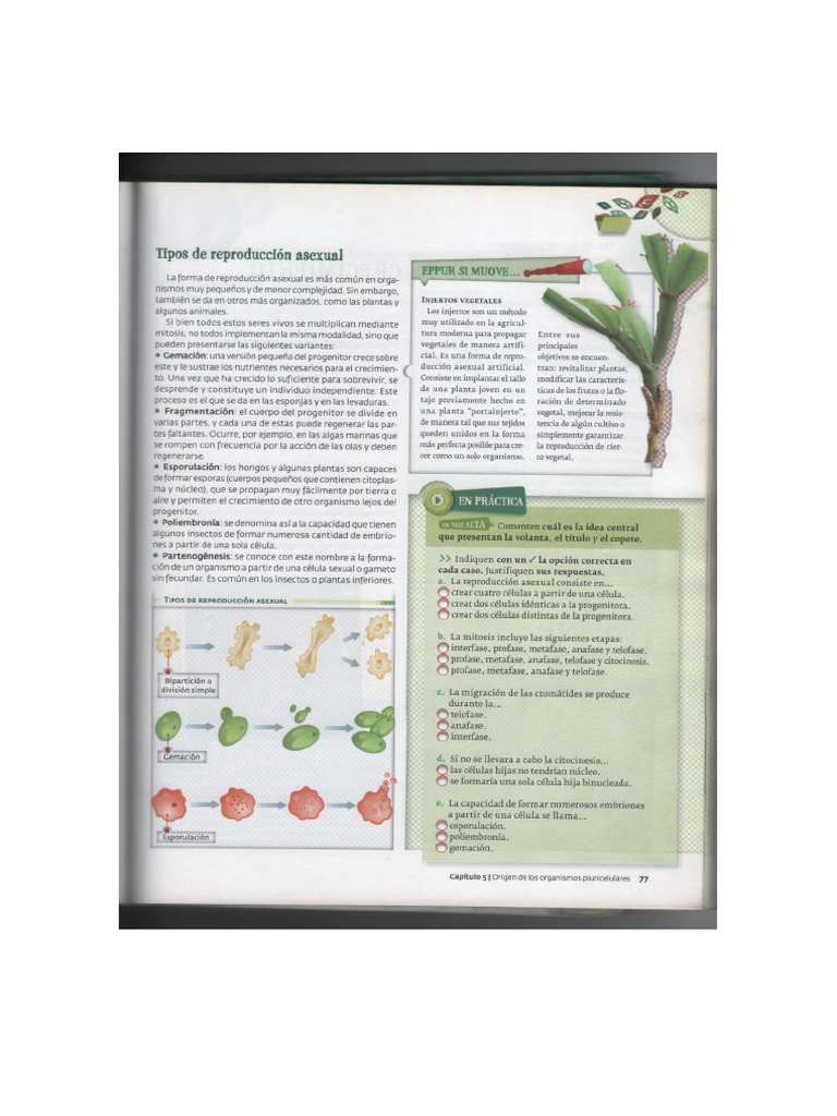 Reproducci-N Asexual y Sexual (Biolog-A 2 - Mandioca) | PDF