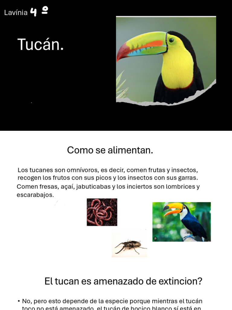 Animal Preferido | PDF