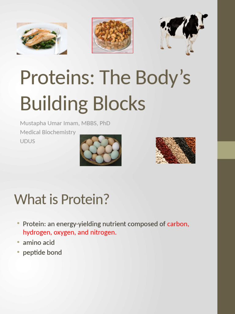 Protein Urea Cycle | PDF | Amino Acid | Proteins