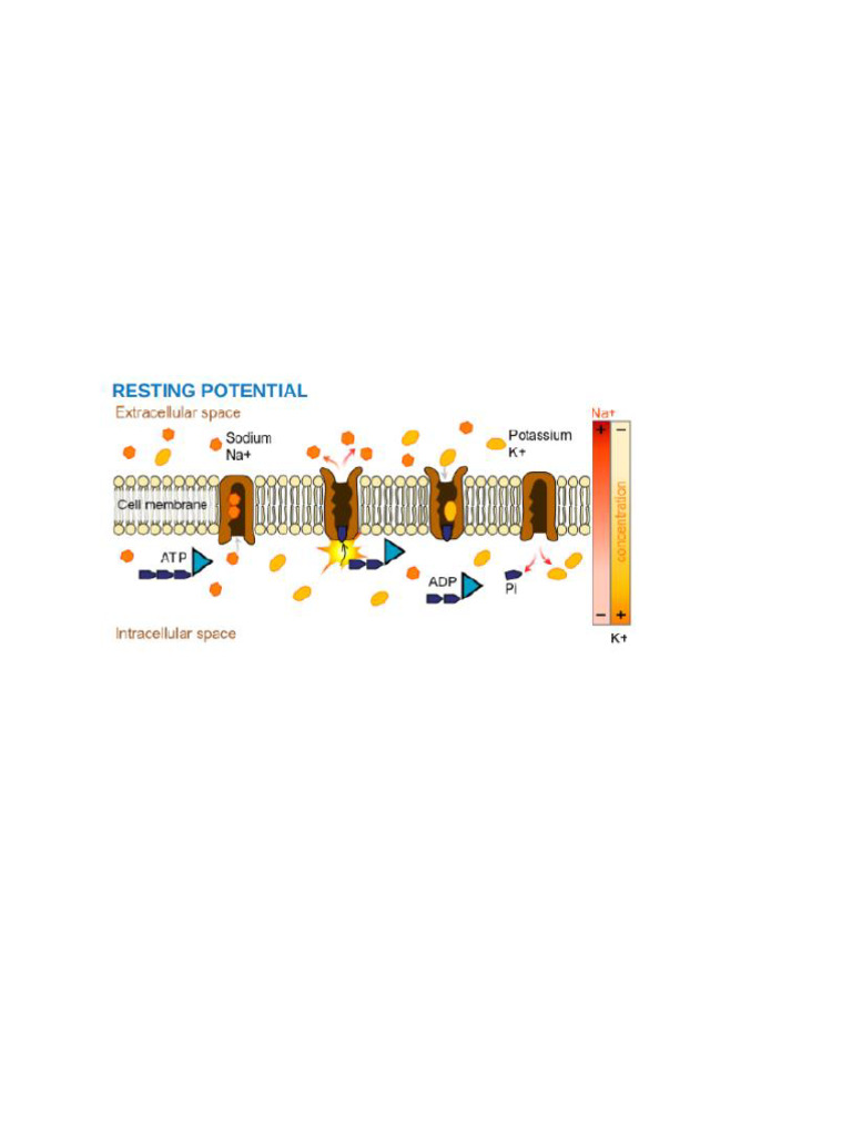 Nerve Impulse Generation and Transmission | PDF | Chemical Synapse ...