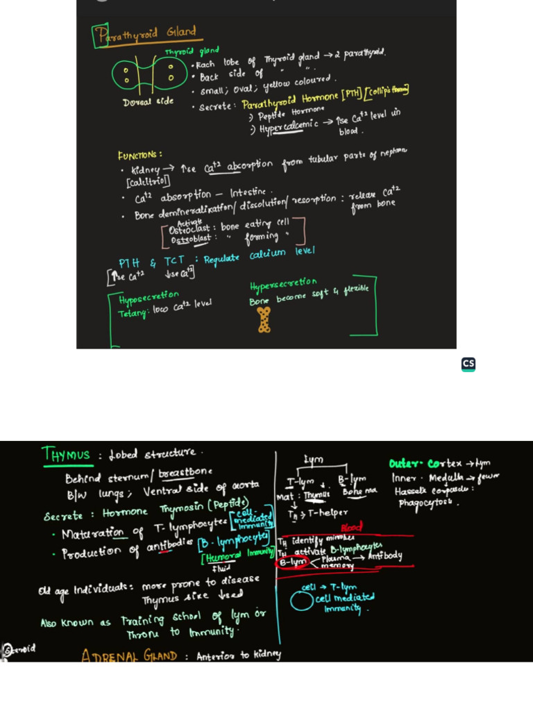 Parathyroid, Thymus, Adrenal Gland Notes | PDF