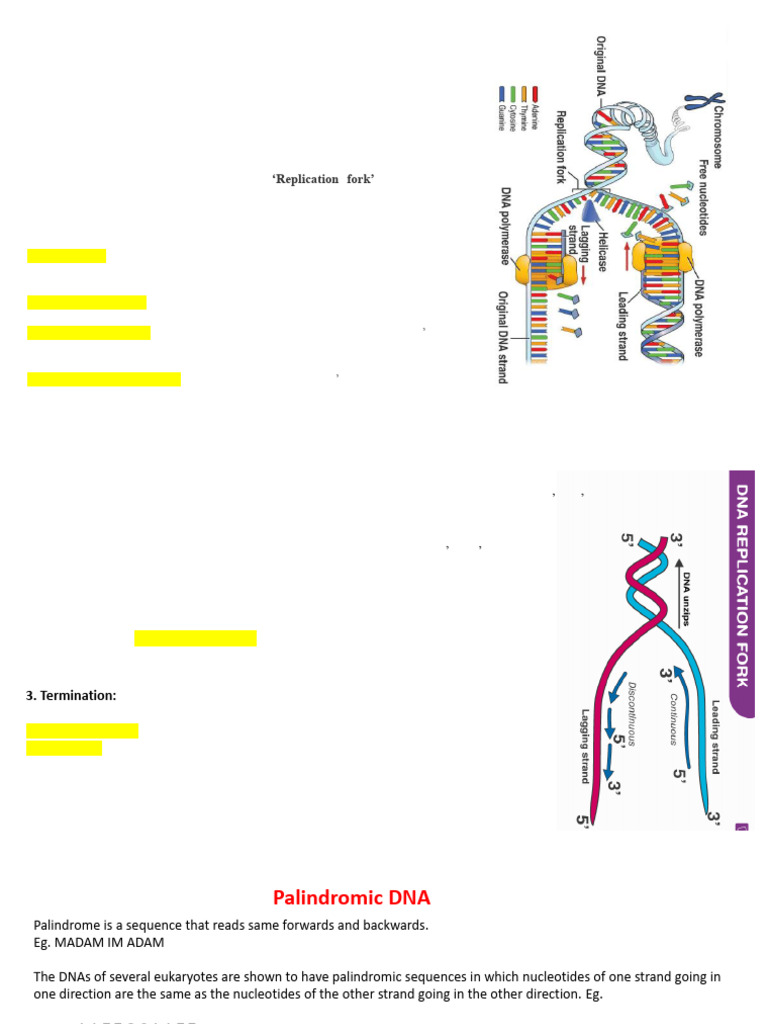 Nucleic Acid 2 | PDF | Dna Replication | Translation (Biology)