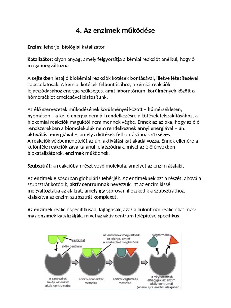 Az Enzimek Működése | PDF