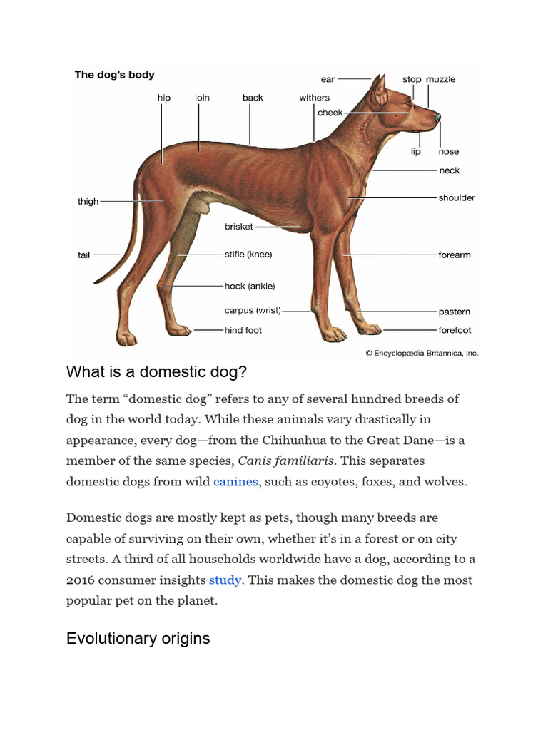 Dog | PDF | Dogs | Dog Breeds