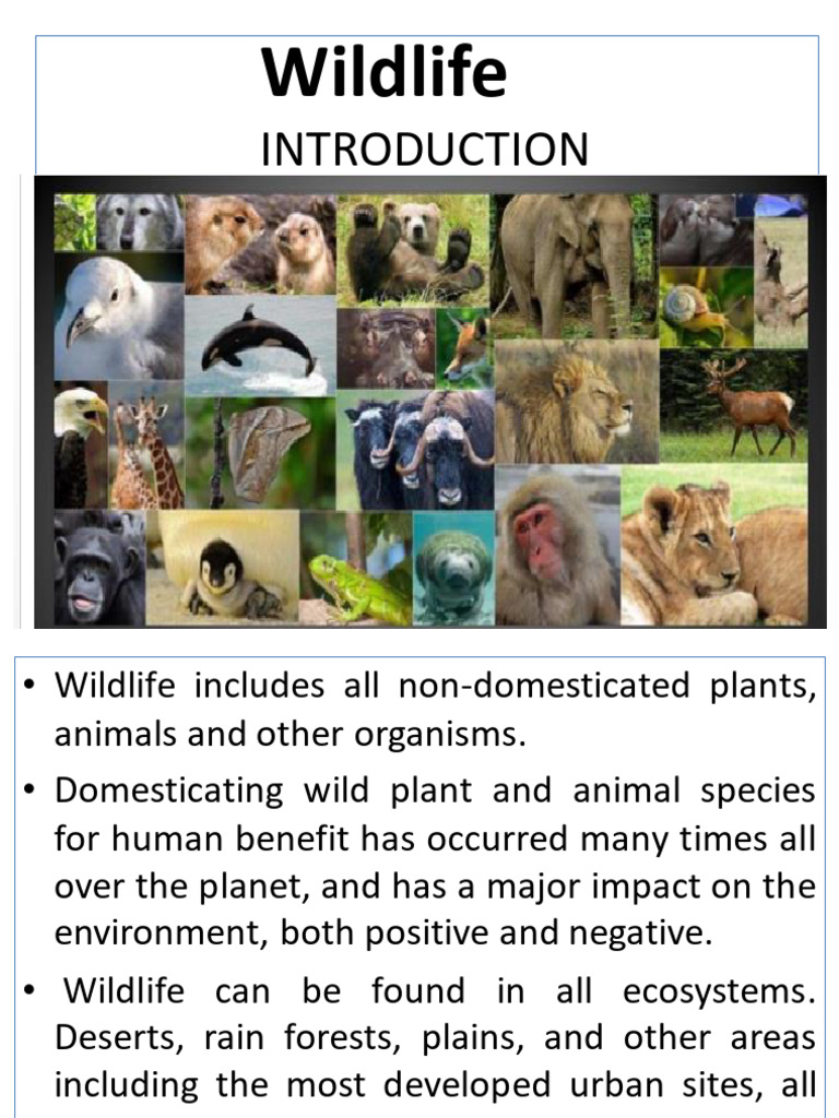 Introduction to Wildlife in Pakistan | PDF | Wildlife | Natural Environment