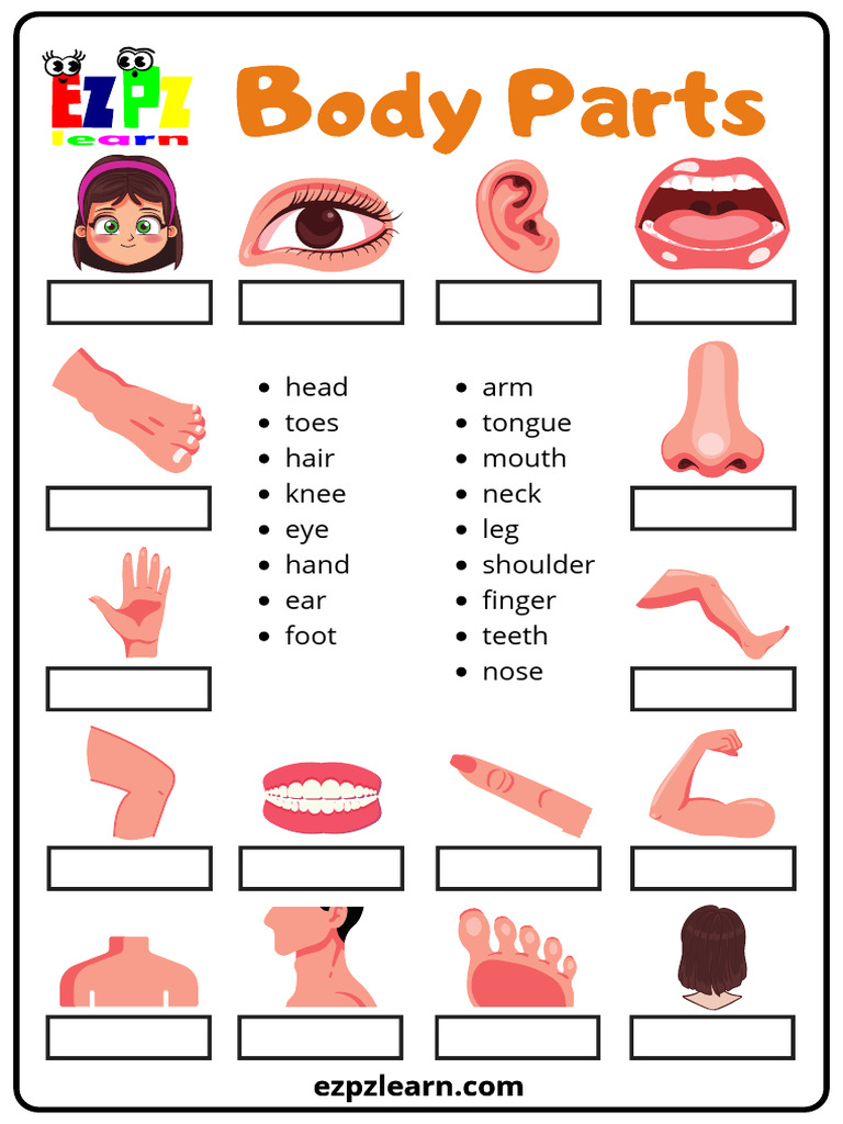Body Parts Words Match 1 | PDF