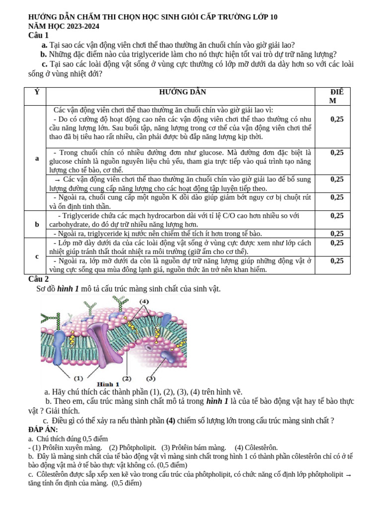 Đáp Án HSG Trư NG | PDF