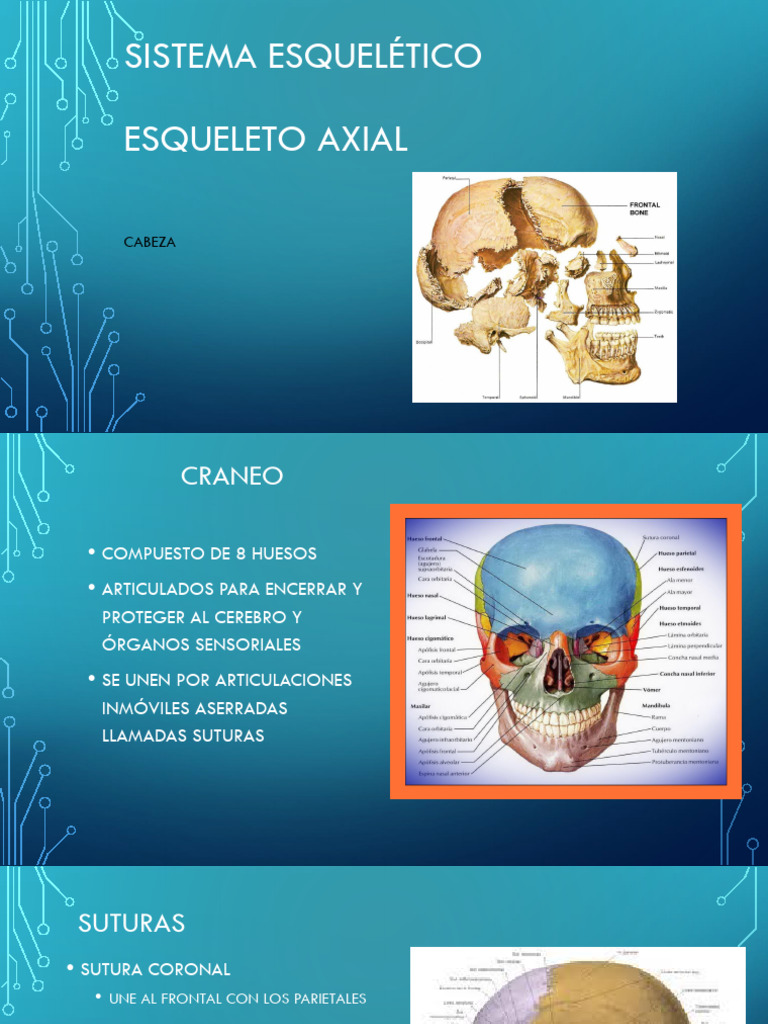 Esqueleto Axial | PDF | Cráneo | Vértebra