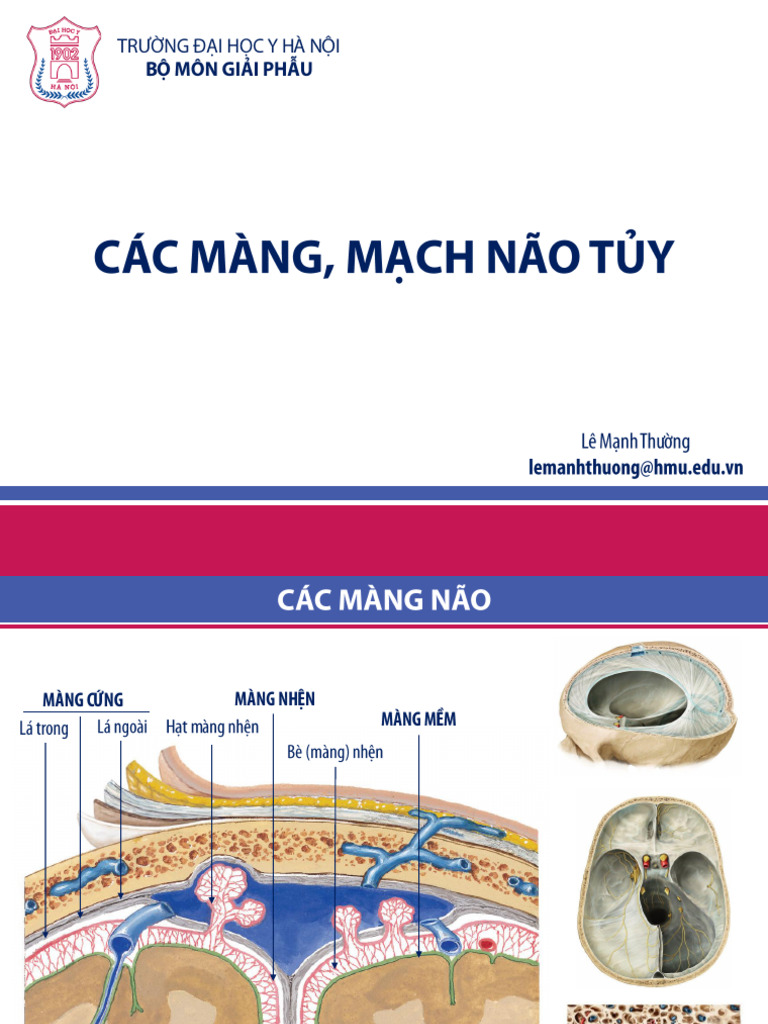 LEC7-8 Các Màng, M CH Não T y | PDF