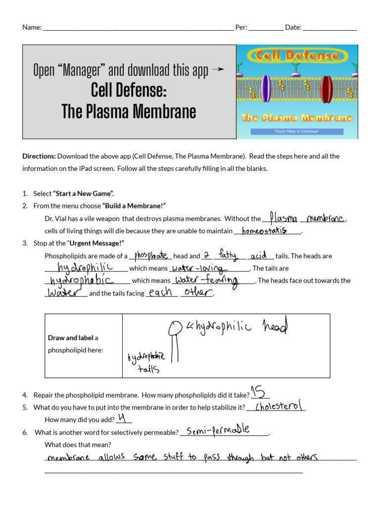 Cell Defense App Worksheet 2 | PDF | Cell Membrane | Molecular Biology