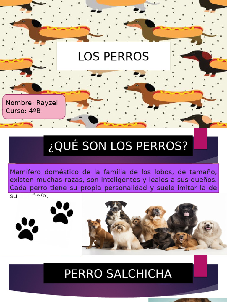 Rayzel 4B Perros | PDF