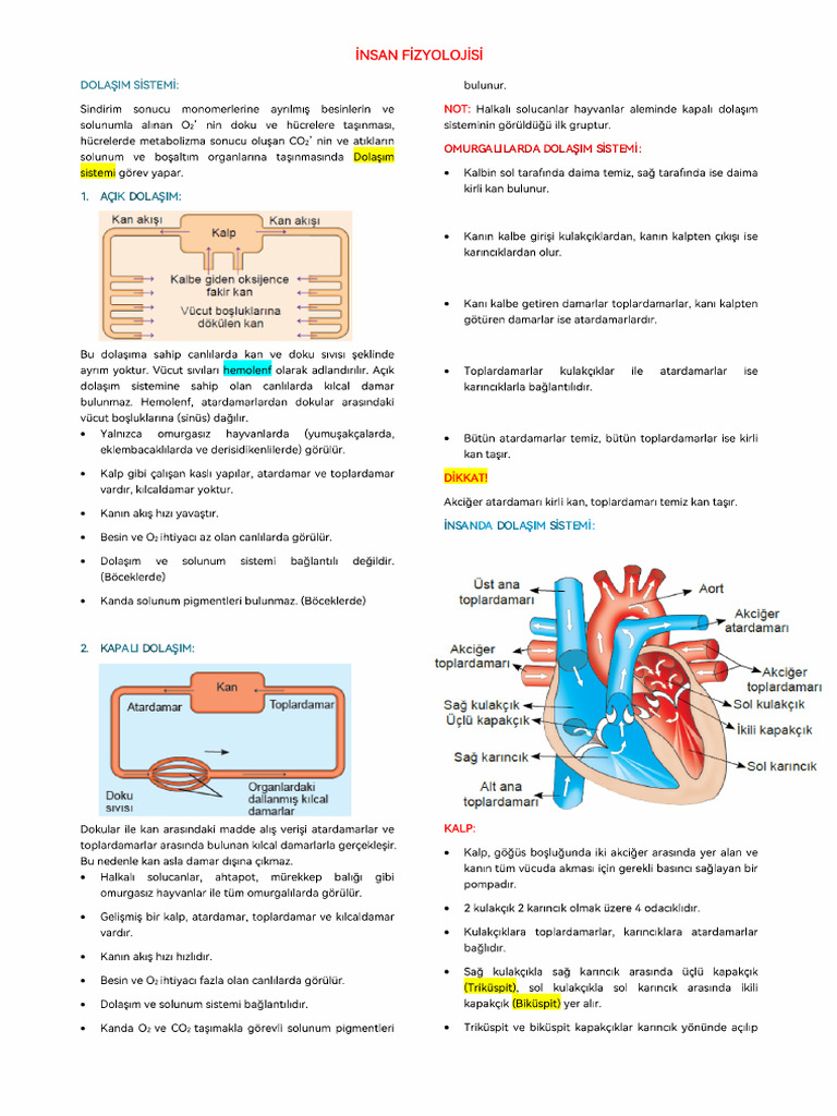 AYT Biyoloji Dolaşım Sistemi. | PDF