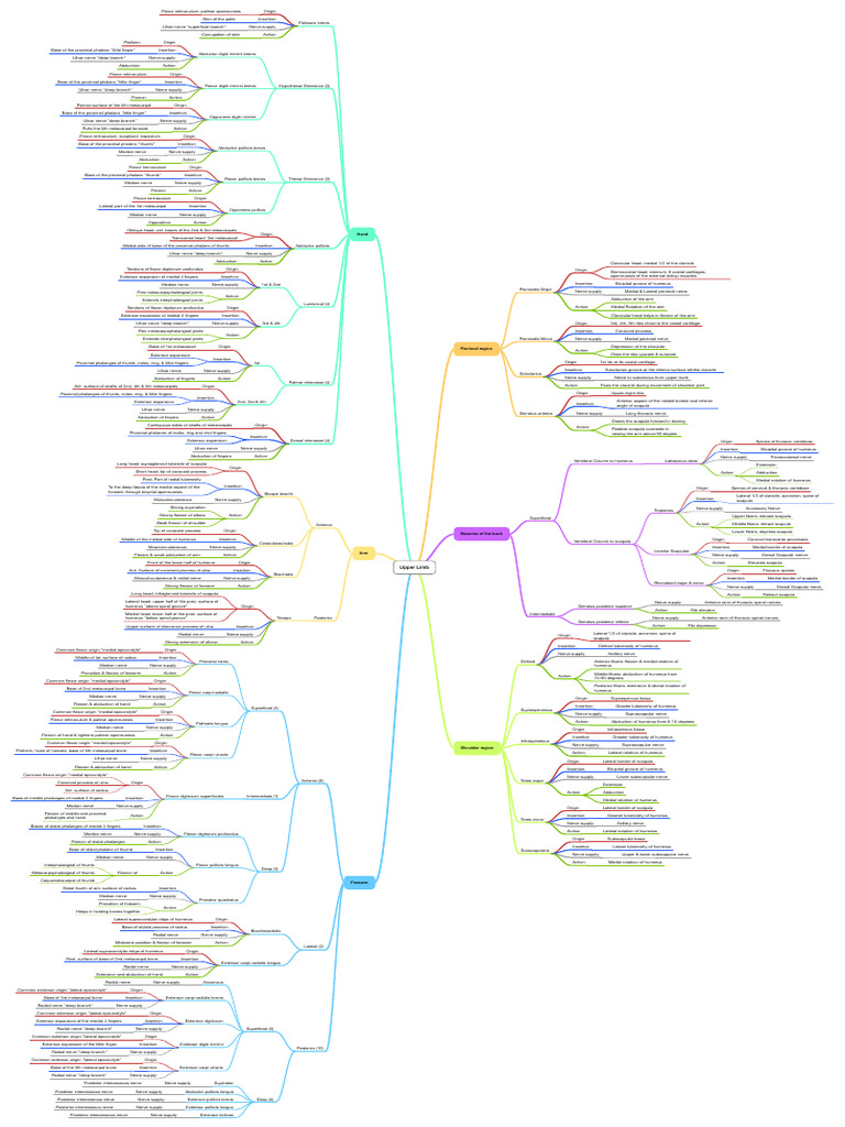 mind map -Upper Limb | PDF | Thumb | Anatomical Terms Of Motion