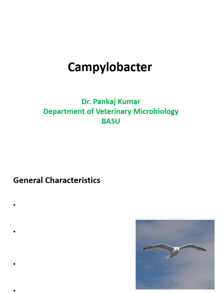 Campylobacter PPT Converted | PDF | Medical Specialties | Microbiology