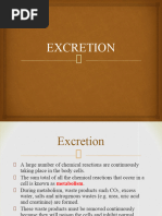 The Structure of The Nephron (6.4.9) AQA A Level Biology Revision Notes ...