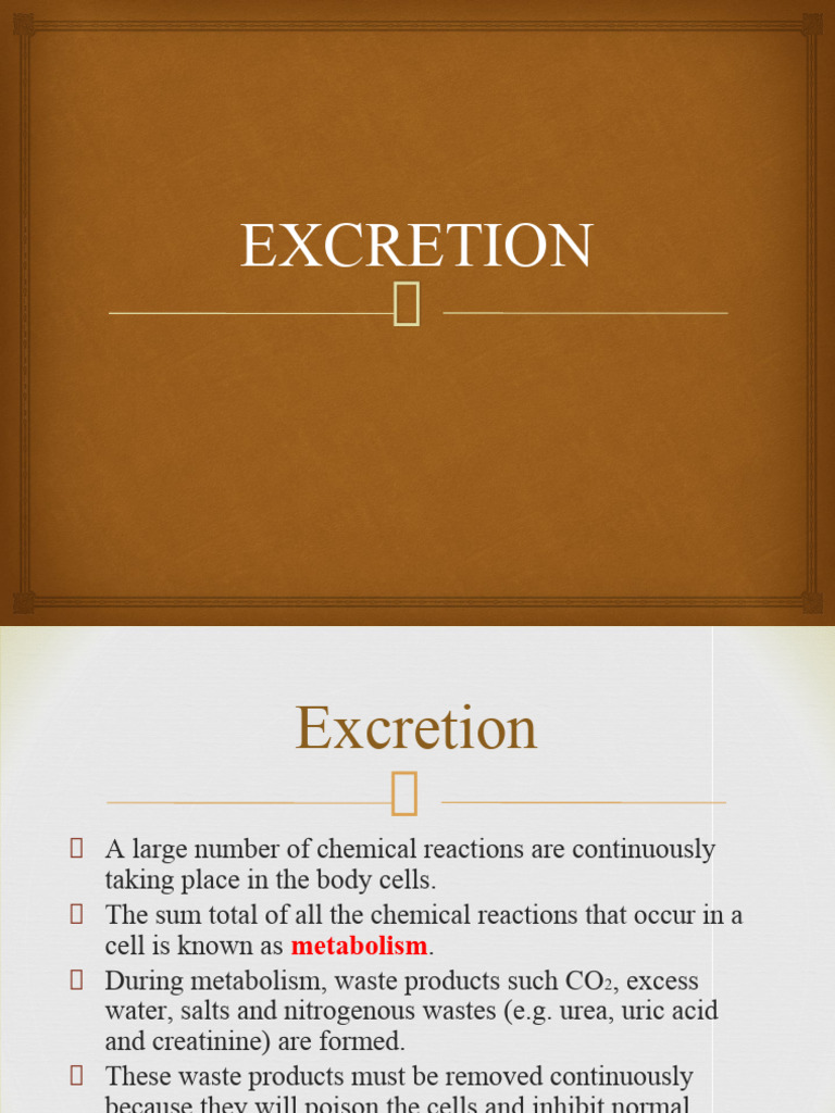 EXCRETION | PDF | Kidney | Organ (Anatomy)