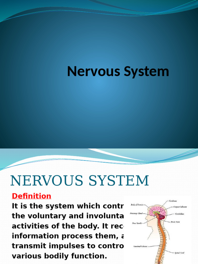 Nervous System | PDF