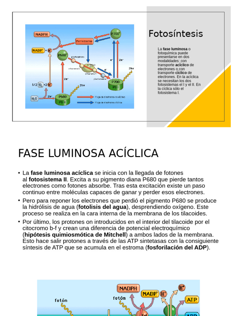 Fases de la Fotosíntesis | PDF | Fotoquímica | Fotosíntesis