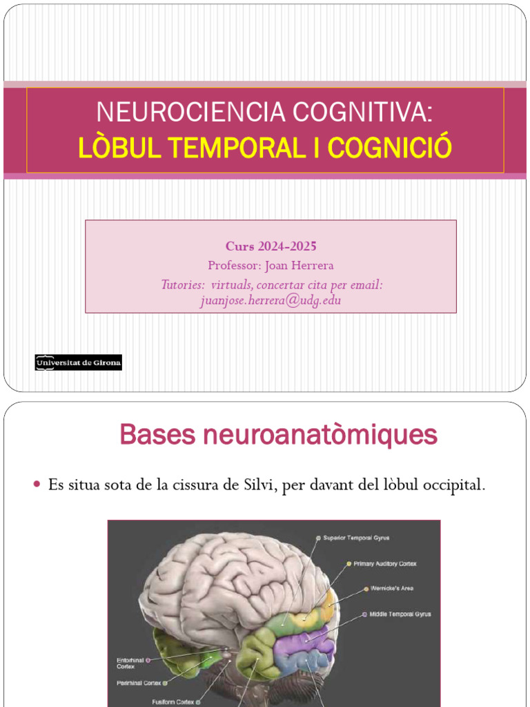 Lòbul Temporal I Cognició | PDF
