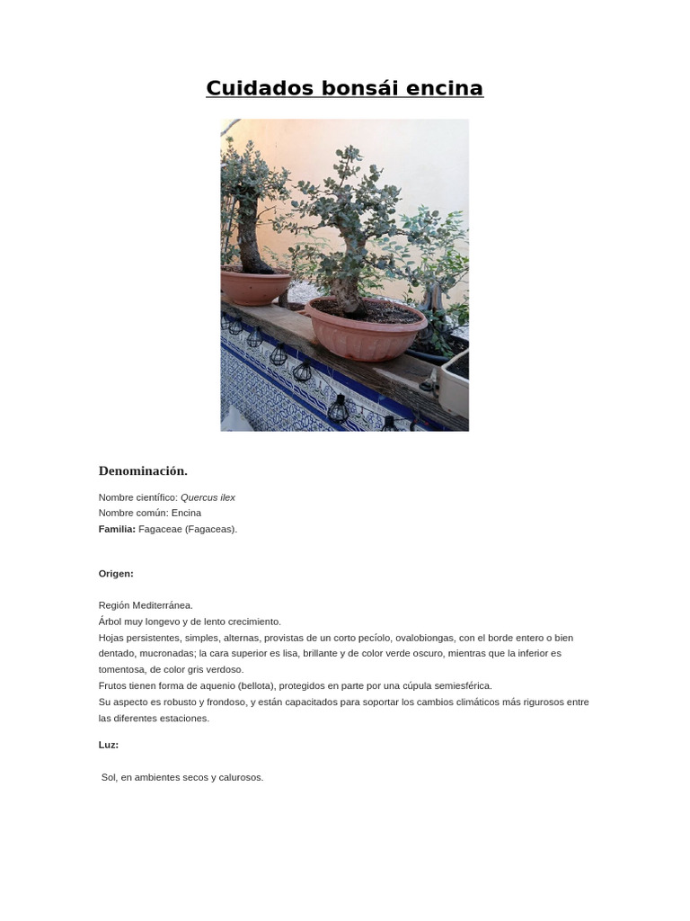 Cuidados del bonsái de encina | PDF | Bonsai | Plantas