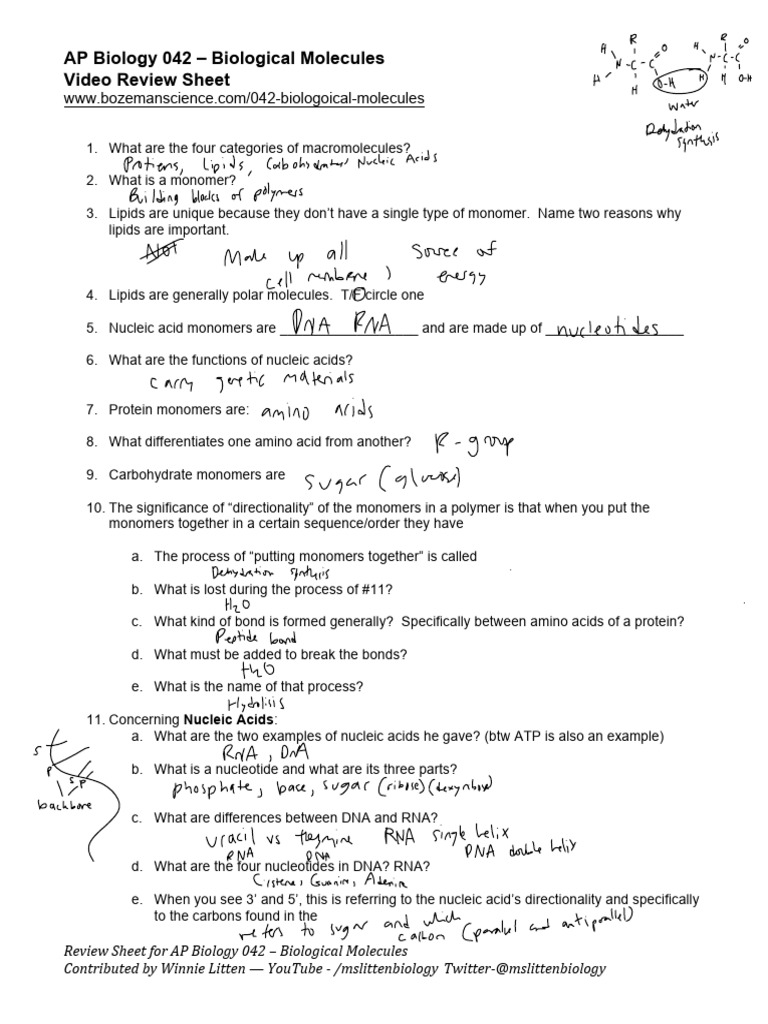AP Biology: Biological Molecules | PDF | Nucleic Acids | Nucleotides