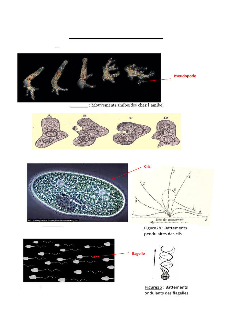 Mouvements Cellulaires : Extracellulaires et Intracellulaires | PDF