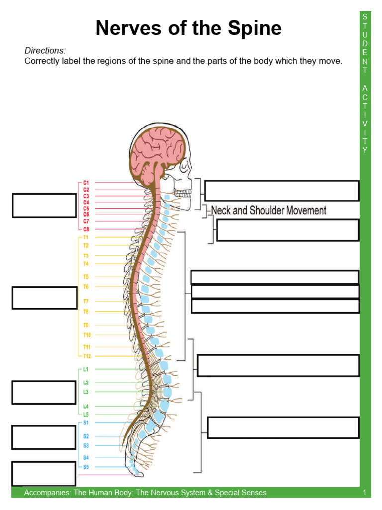 Jack Fernau - Activity - Nerves of The Spine | PDF