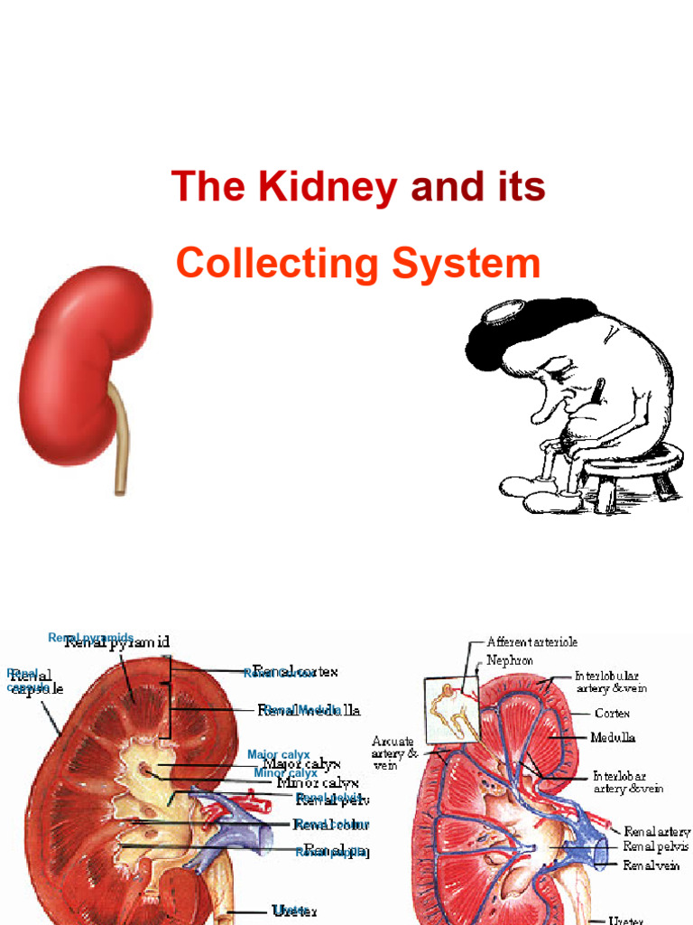 The Renal System Pathology-1 | PDF | Kidney | Nephrology