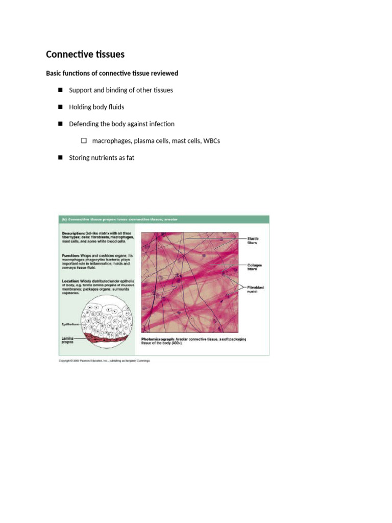 Connective Tissue Functions Overview | PDF