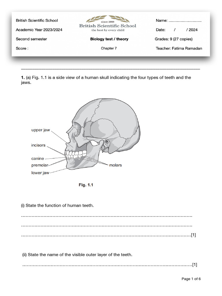 Bio-G9- Chapter 7 Theory Test | PDF | Tooth | Anatomy