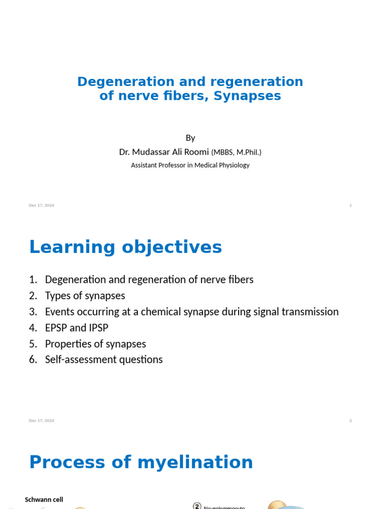 Nerve Degenaration, Synapses-2023.Dr. Roomi | PDF | Chemical Synapse | Inhibitory Postsynaptic ...