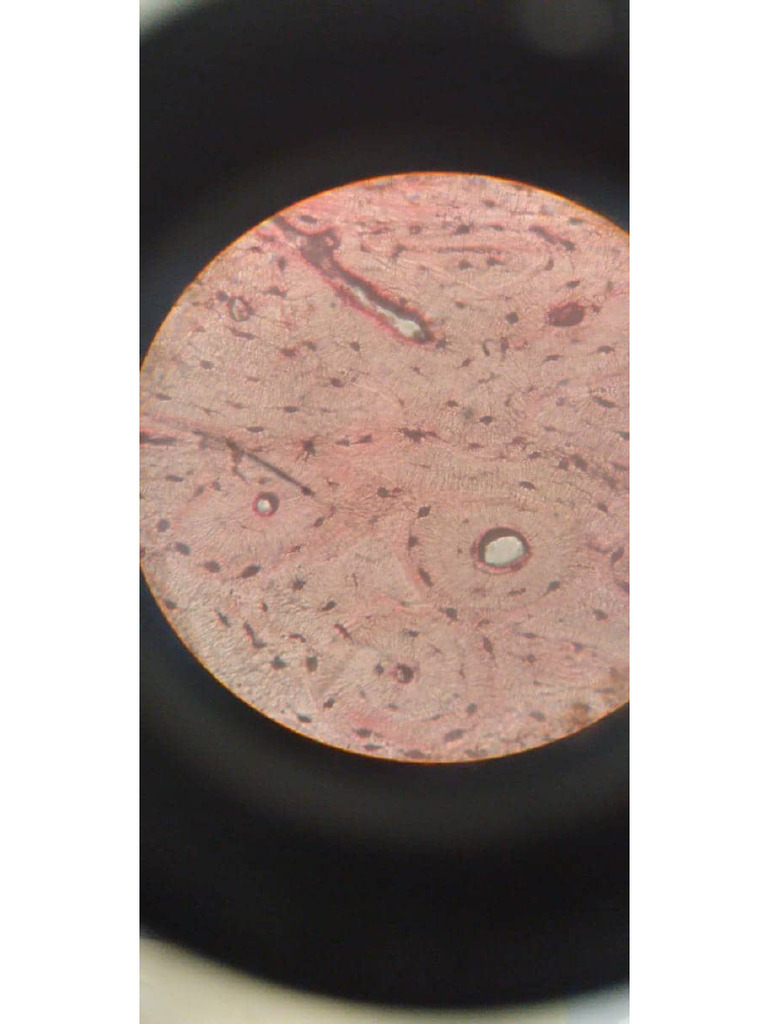 Histo Block 2 Slides SKZMDC | PDF