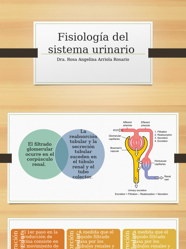 Fisiología Del Sistema Urinario | PDF | Angiotensina | Riñón