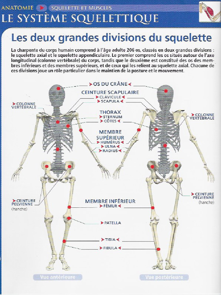 Le Systeme Squelette | PDF