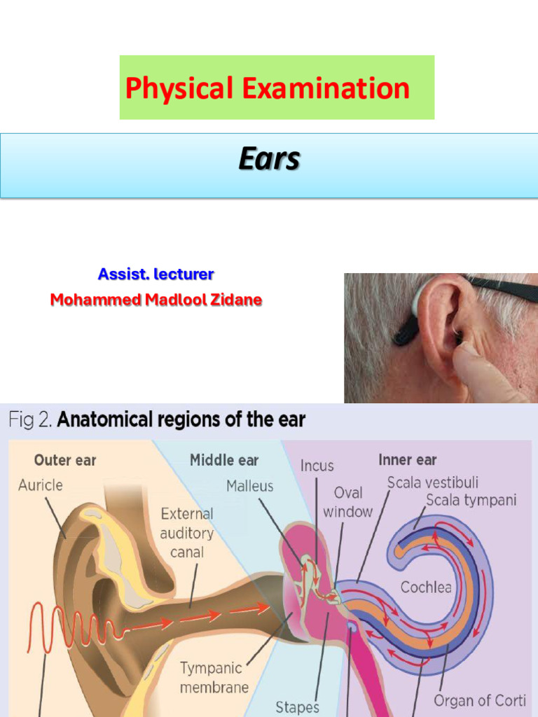 Ears | PDF | Human Head And Neck | Otorhinolaryngology