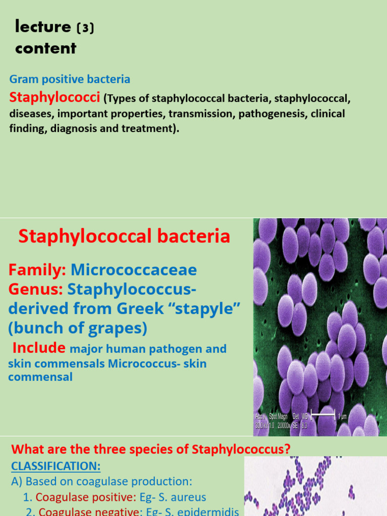 Staphylococcal Toxins lectuer 3 new م٣ | PDF | Staphylococcus | Staphylococcus Aureus