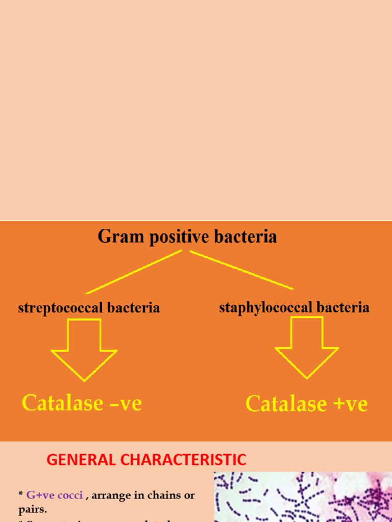 STREPTOCOCCUS (2) م٤ | PDF | Streptococcus | Pneumonia