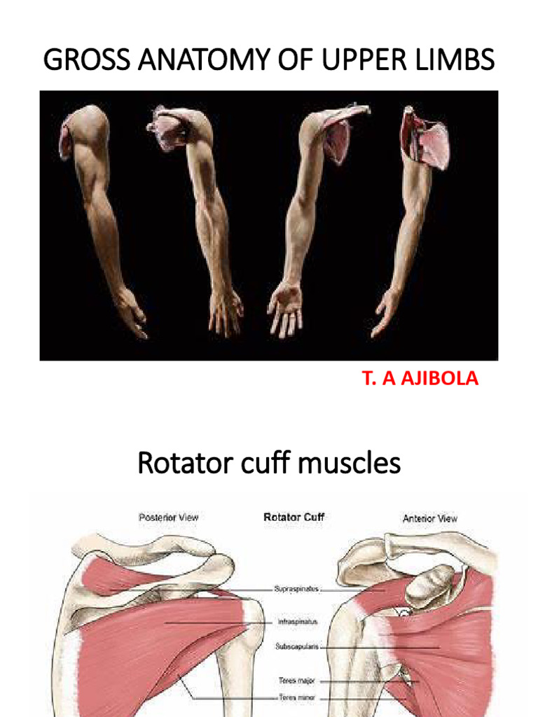 Gross Anatomy of Upper Limbs | PDF