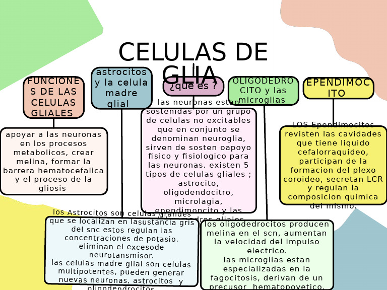 Mapa Conceptual de Las Células Gliales | PDF | Astrocito | Células