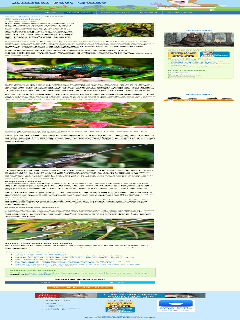 Chameleon Facts For Kids How Do Chameleons Change Color | PDF | Lizard