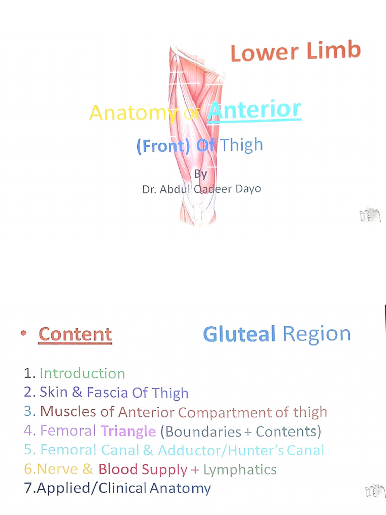 (Gross Anatomy) Anatomy of Thigh | PDF