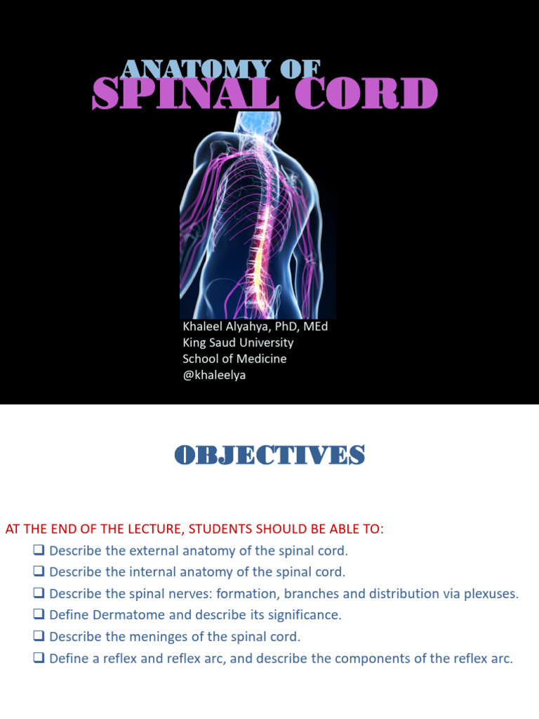 Anatomy Lecture for Med Students | PDF | Spinal Cord | Vertebral Column