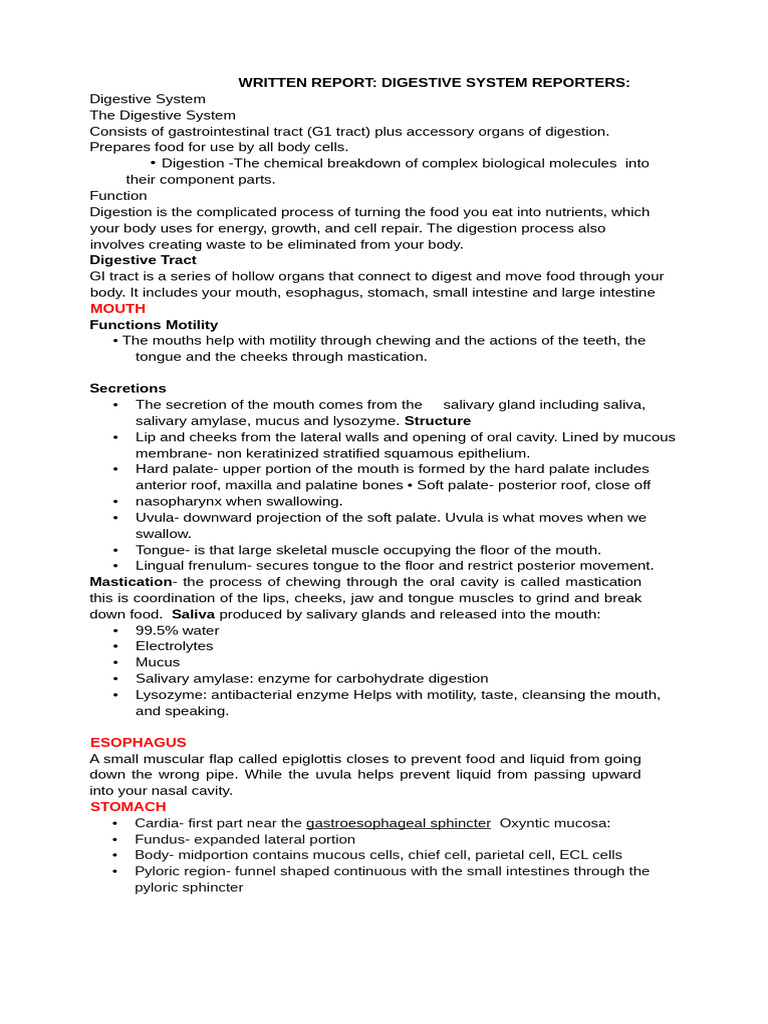 Overview of the Human Digestive System | PDF | Stomach | Digestion