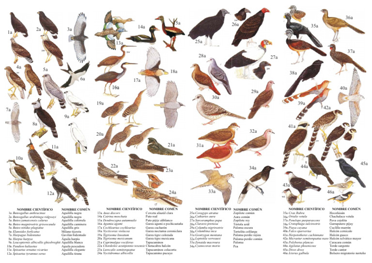 Nombres de Aves: Científicos y Comunes | PDF | Aves de américa del ...