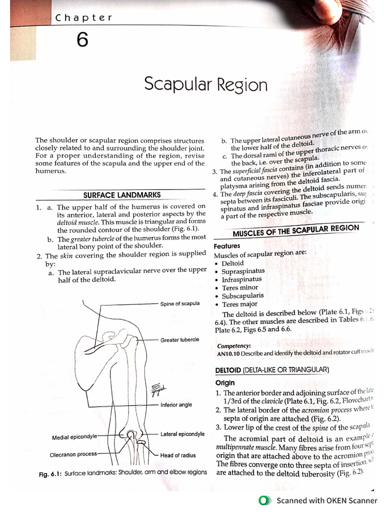 Deltoid Subscapular Regions | PDF